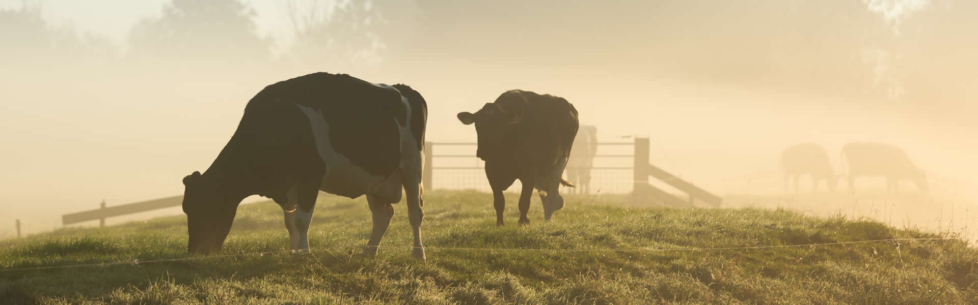 Nutrition animale| Réseau de laboratoires - Upscience