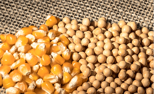 Nouveaux OGM soja et maïs sur le marché - Upscience